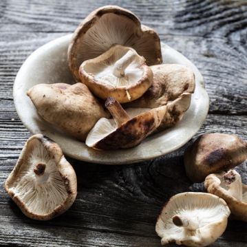 Like a Chef, les 1500 recettes présentées par 70 grands chefs étoilés