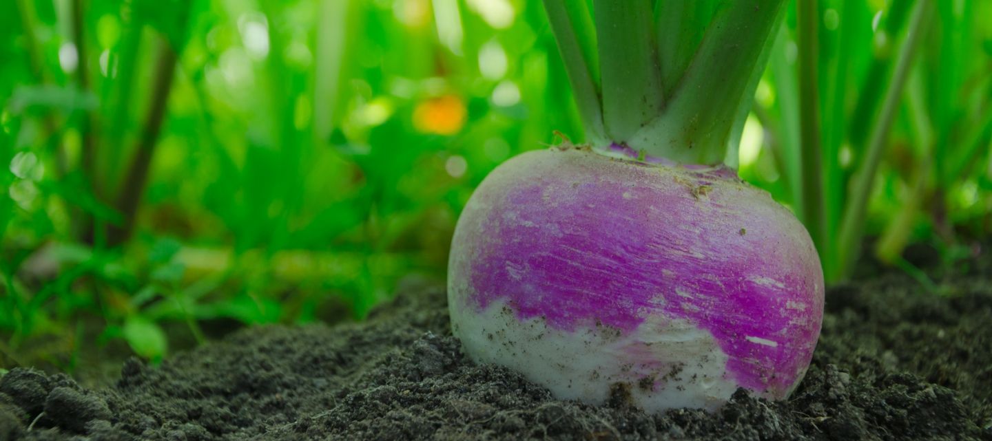 Les recettes à base de navet