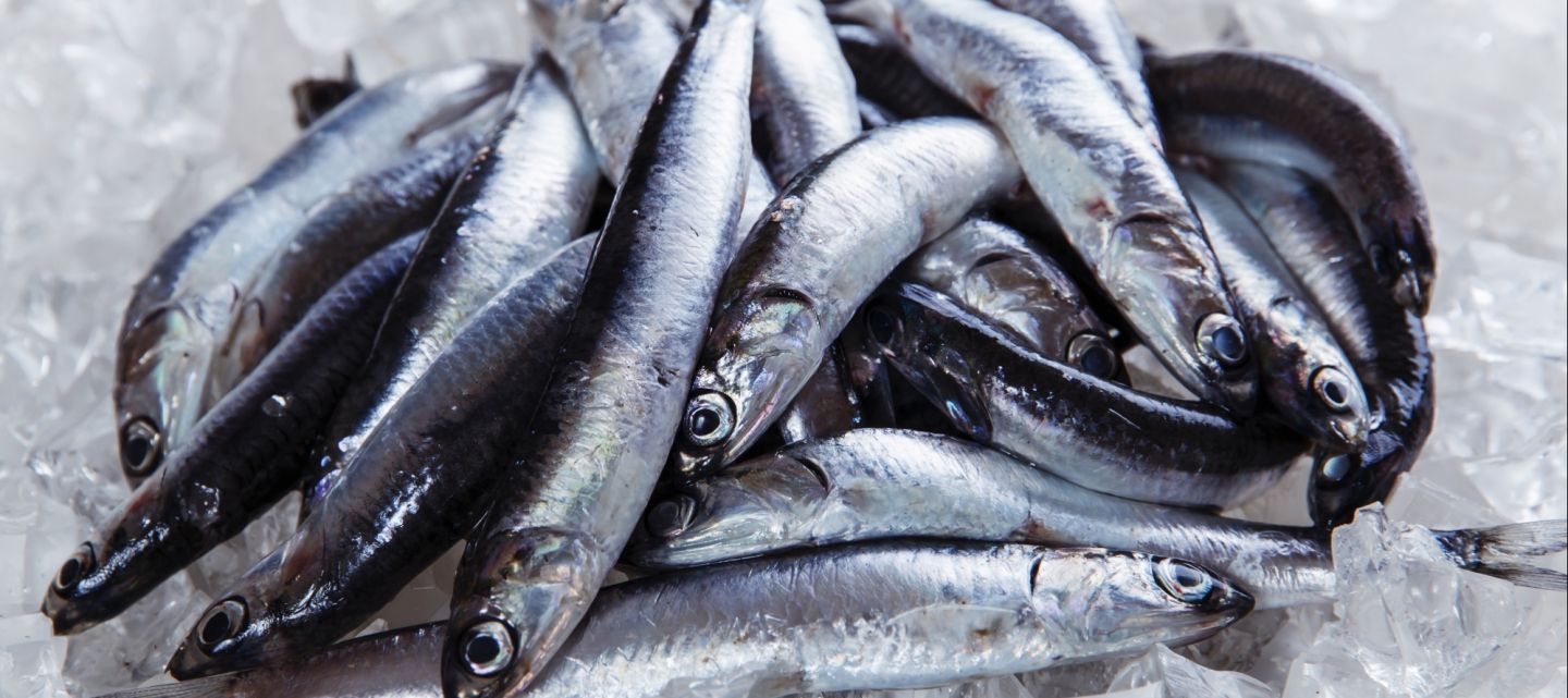 Le poisson d'eau douce : l'anchois