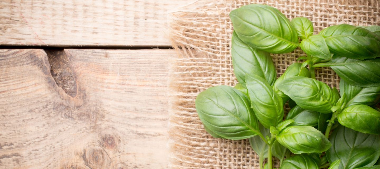 Découvrez le basilic sur Likeachef. Epices, herbes et condiments