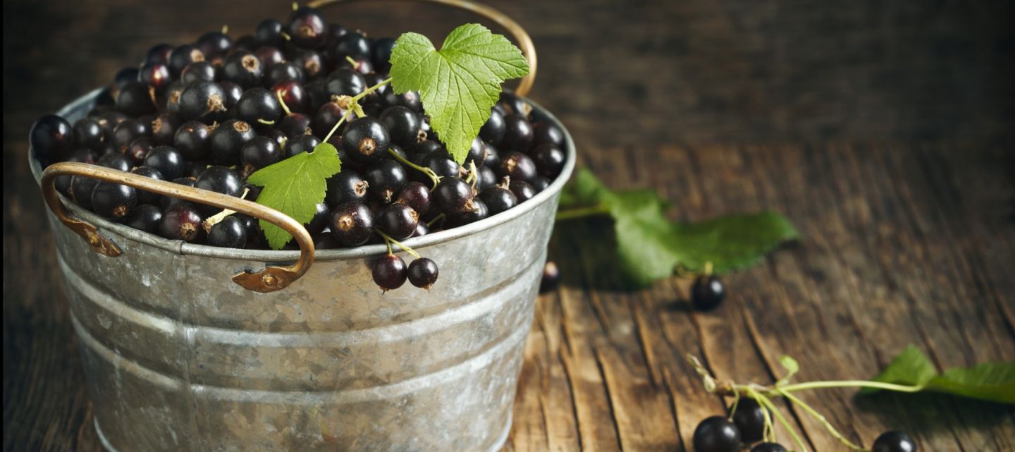 Les recettes à base de cassis