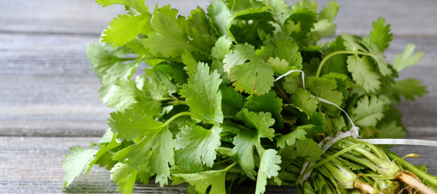 Découvrez la coriandre sur Likeachef. Epices, herbes et condiments