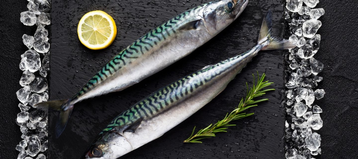 Les poissons d'eau douce : le maquereau